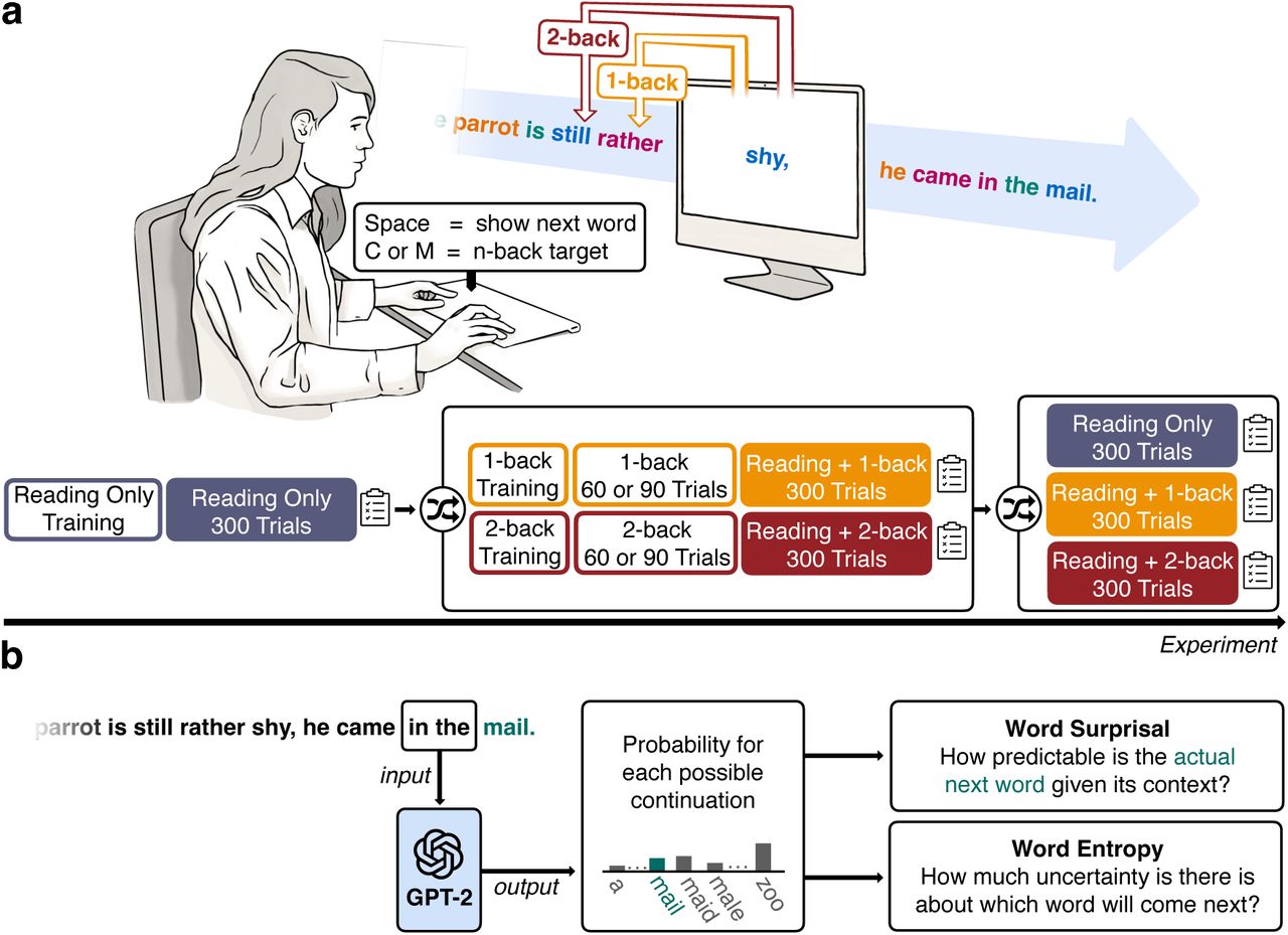 Language Predictability across the Adult Lifespan | Dr. Sandra Martin