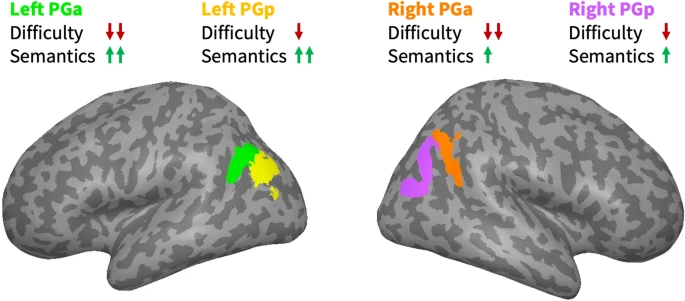 The Role of the Angular Gyrus in Semantic Cognition: A Synthesis of ...